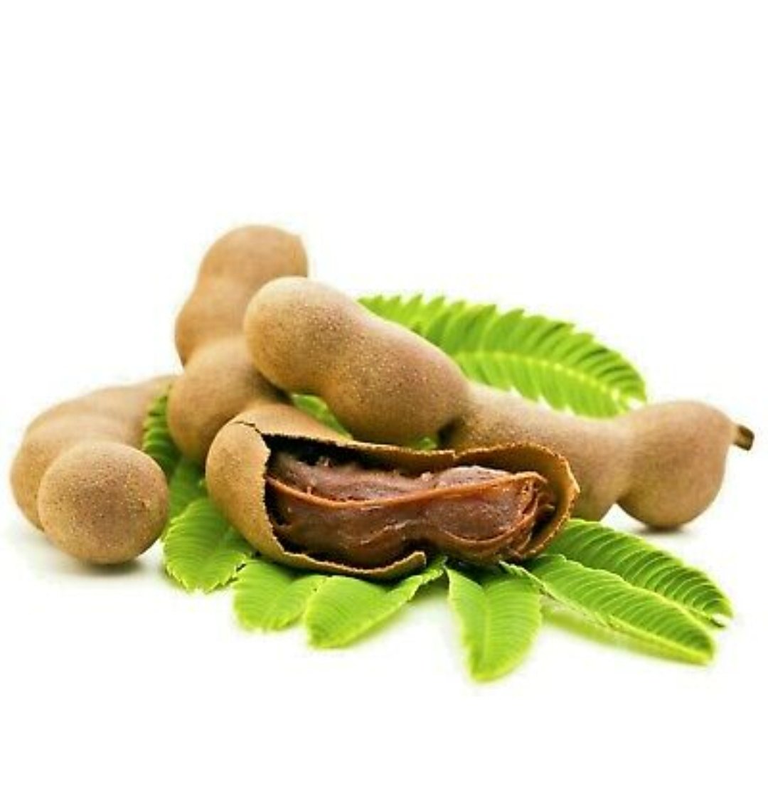Tamarind Pods (Fresh) | Ash Tree of Eden, LLC
