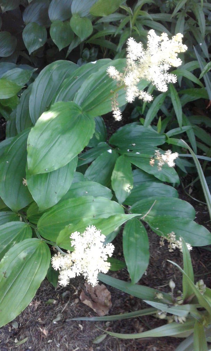 Smilacina racemosa | Bloomin' Plants and Stitches