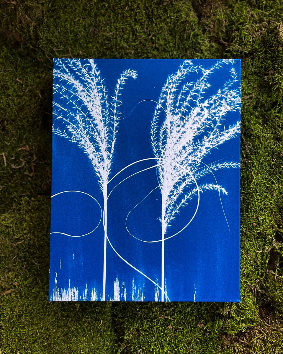 Miscanthus IV | CYANOCO