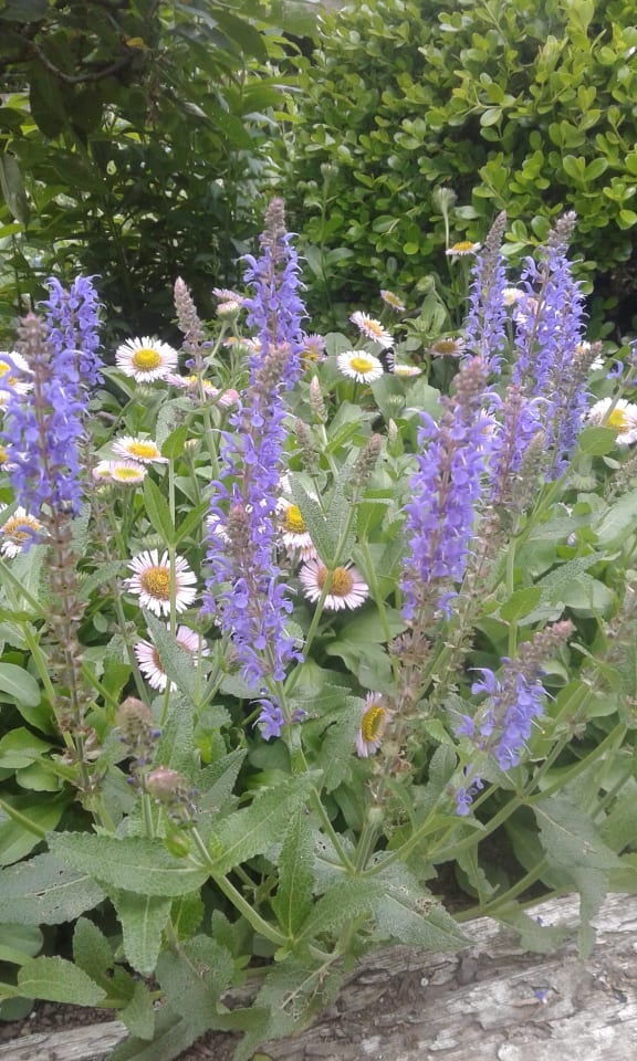Salvia nemorosa 'Marcus' | Bloomin' Plants and Stitches