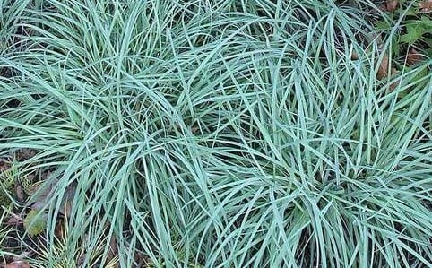 Carex glauca (Blue Sedge) | Bloomin' Plants and Stitches