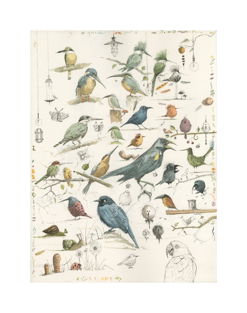 Bird Studies | Stephen Hanson Art