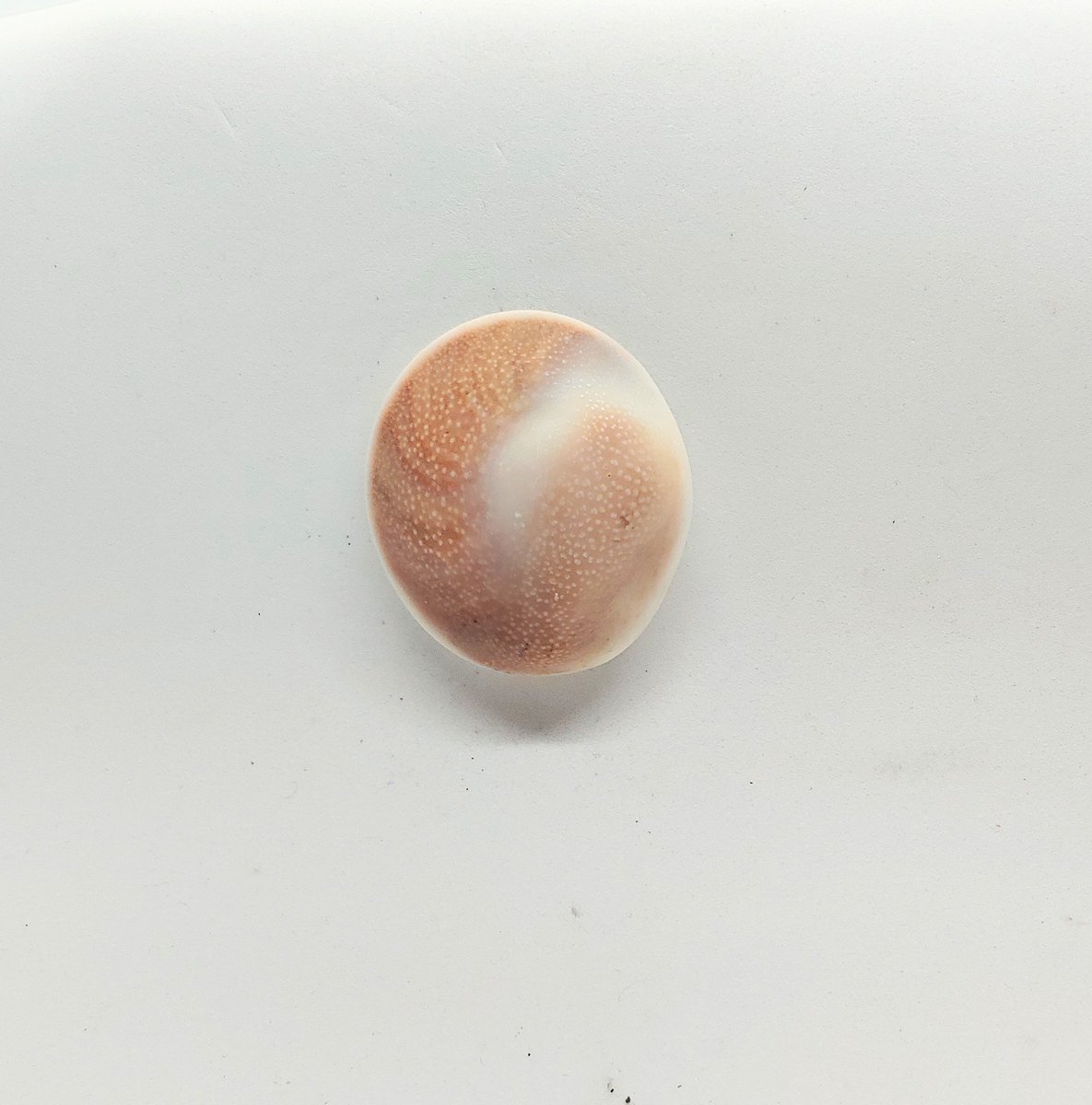 St. Lucia Shell Magnetic Pin #22-628 | Rock N' More Accents