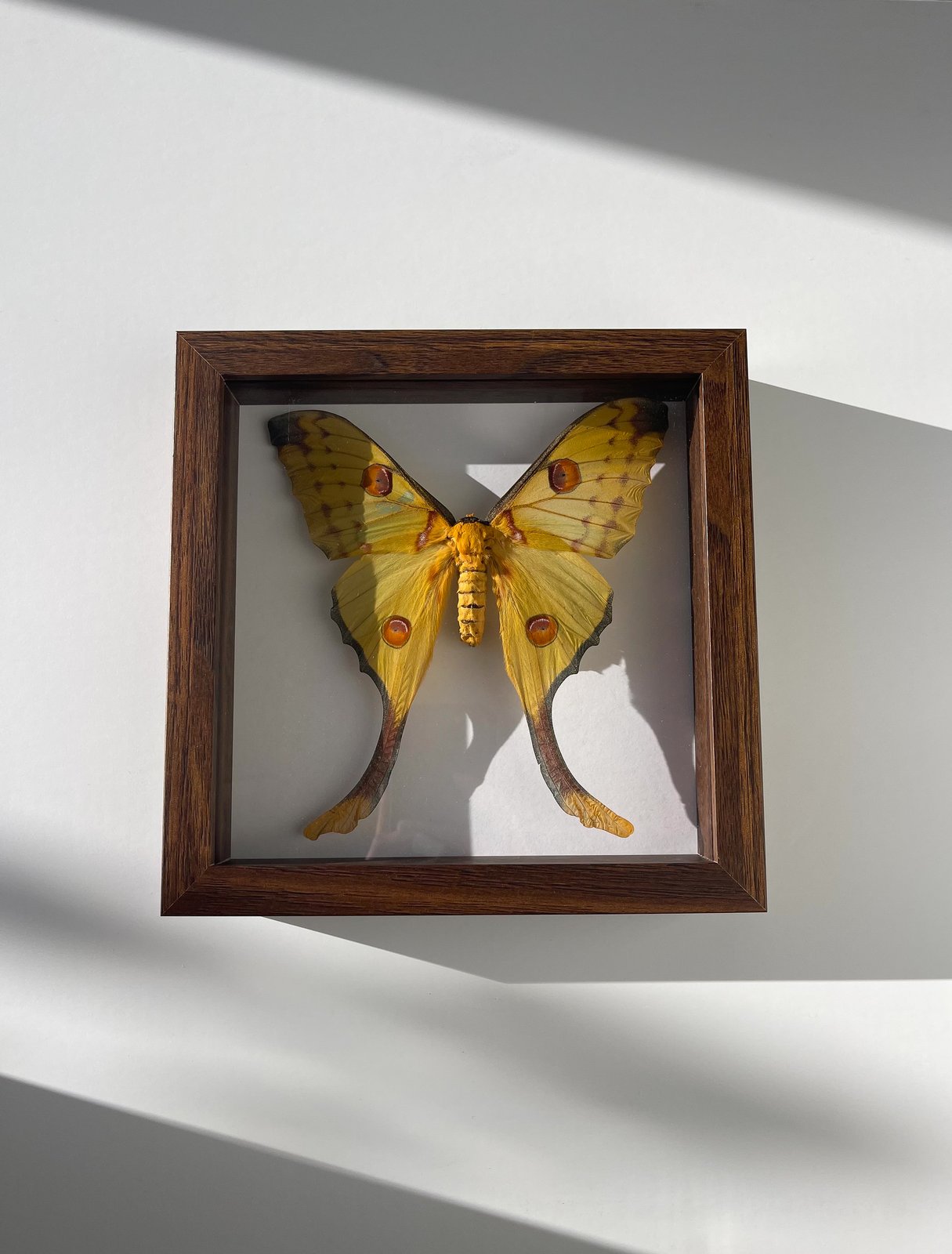 Taxidermy & Curiosities Home Décor Real Comet Moth In Display Frame ...