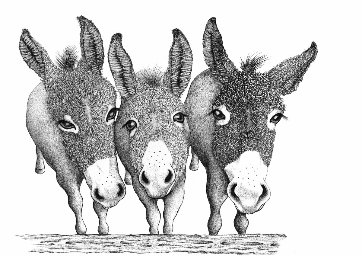 3 Donkeys | Wildworkz "Animal Art for the Young at Heart"