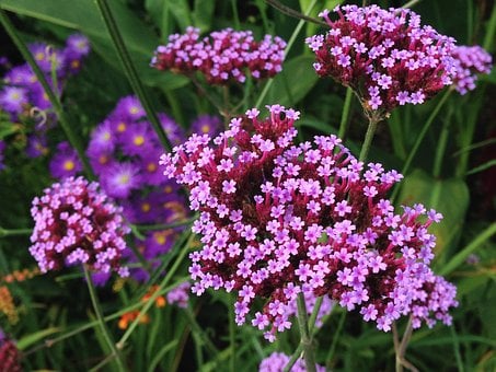 Verbena bonariensis (Dwarf) | Bloomin' Plants and Stitches