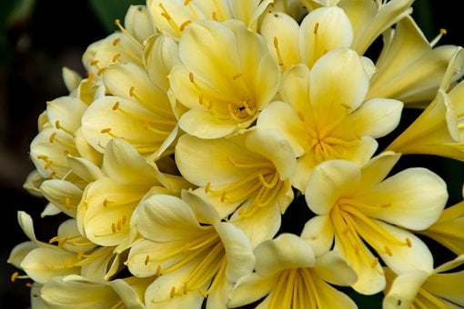 Clivia - Various colours | Bloomin' Plants and Stitches