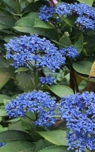 Dichroa versicolor | Bloomin' Plants and Stitches