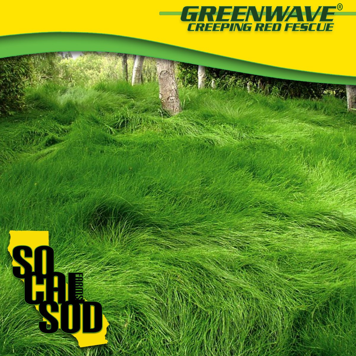 SO CAL SOD FARMS 562-682-9323 — GREENWAVE® - CREEPING RED FESCUE