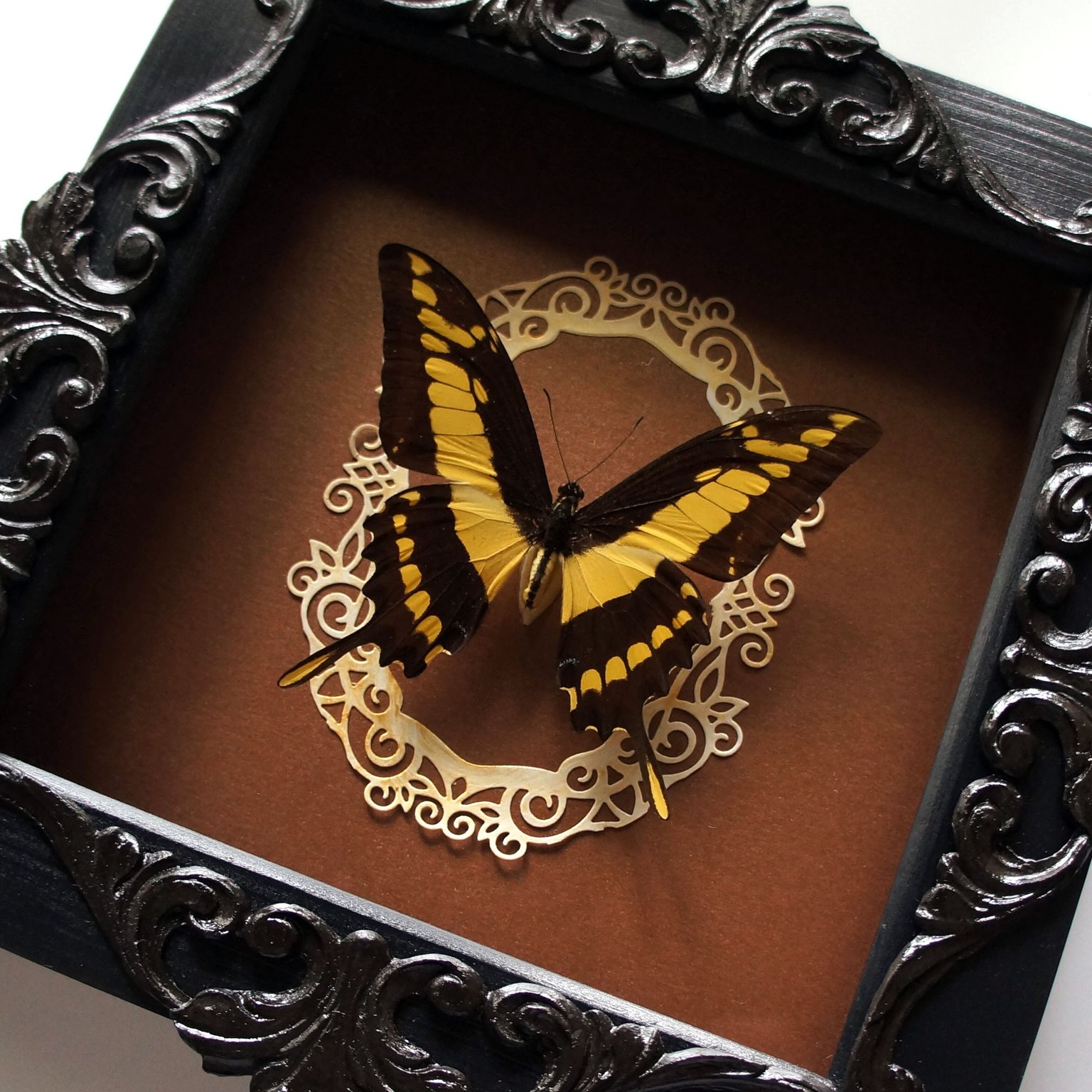 Real preserved butterfly in a decorated frame | Tarantulabox