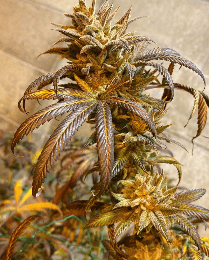 SoFem ~ Banana Liqueur | Tree Line Seeds