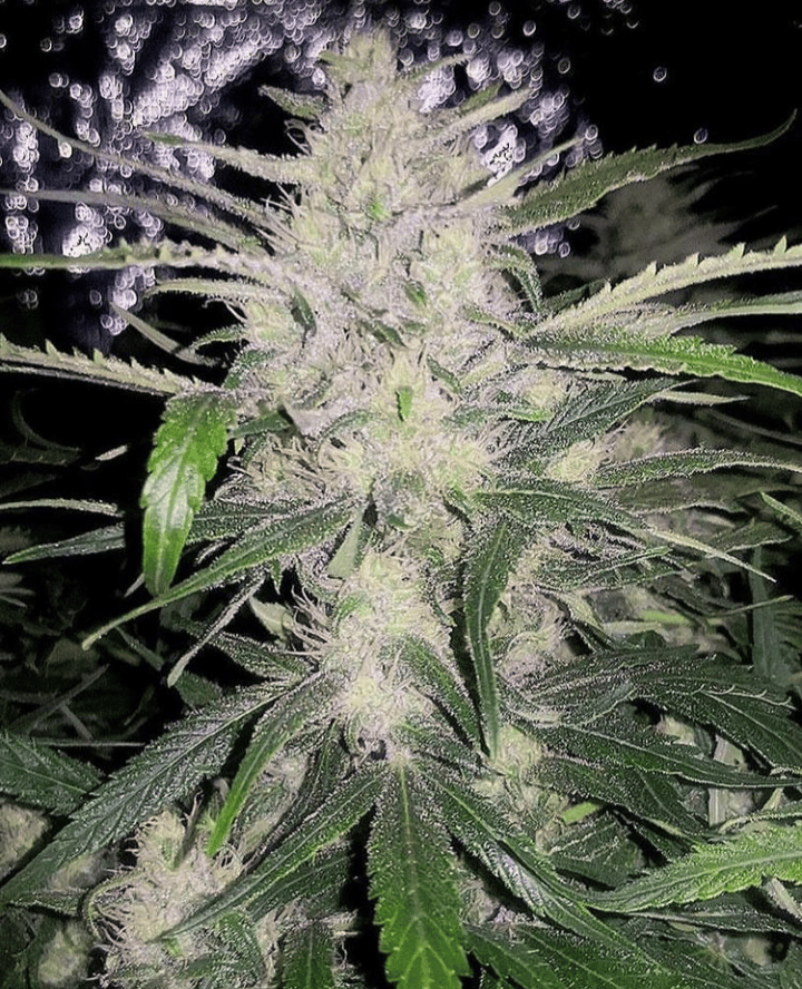 SoFem ~ Blood Lemon Gas Auto | Tree Line Seeds