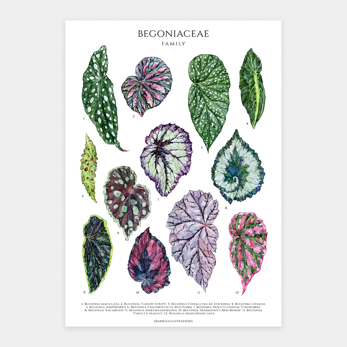 Begonia Species Poster | arineillustrations