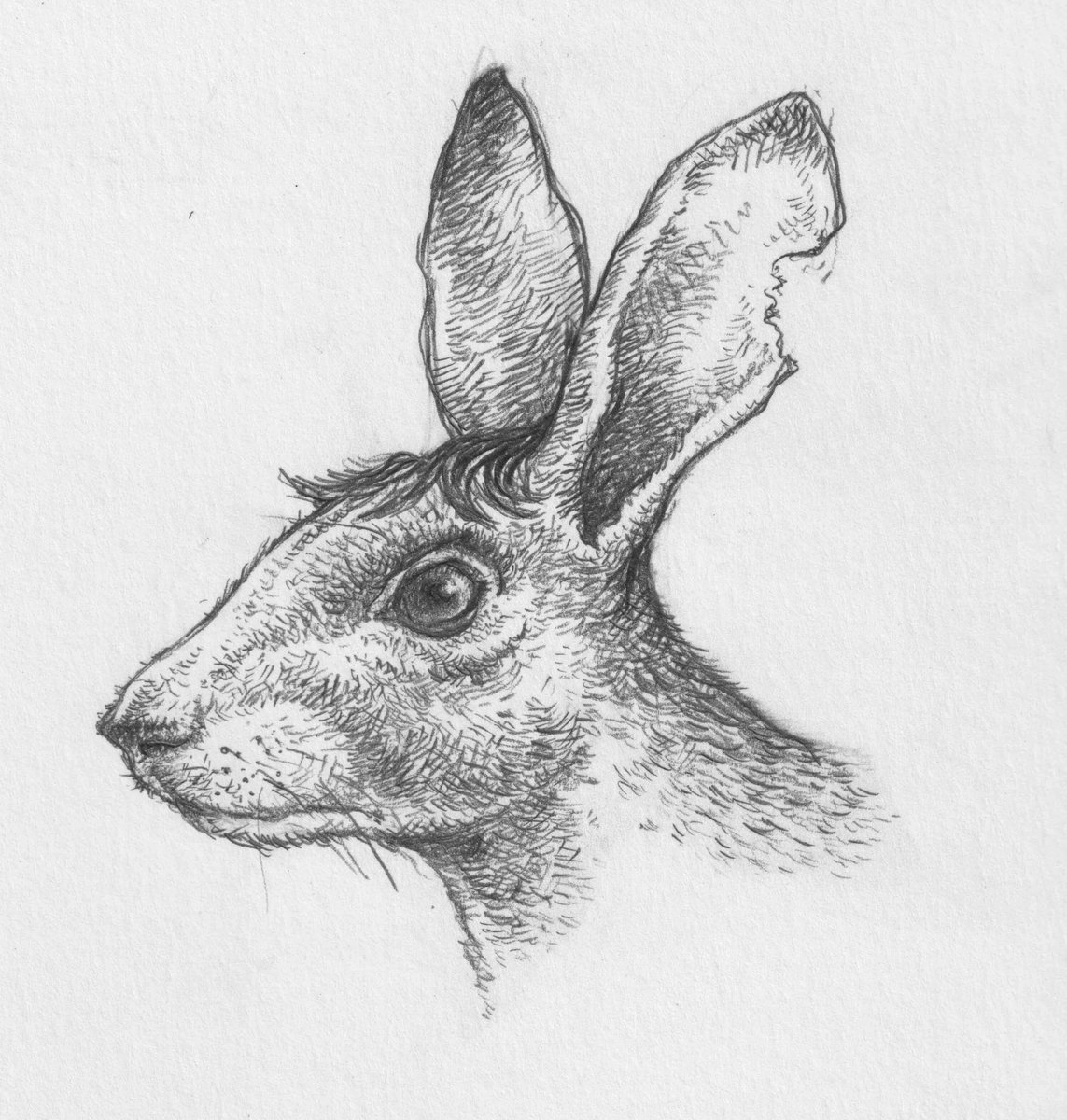 Rabbit (Bigwig from Watership Down) | EdwardCarey