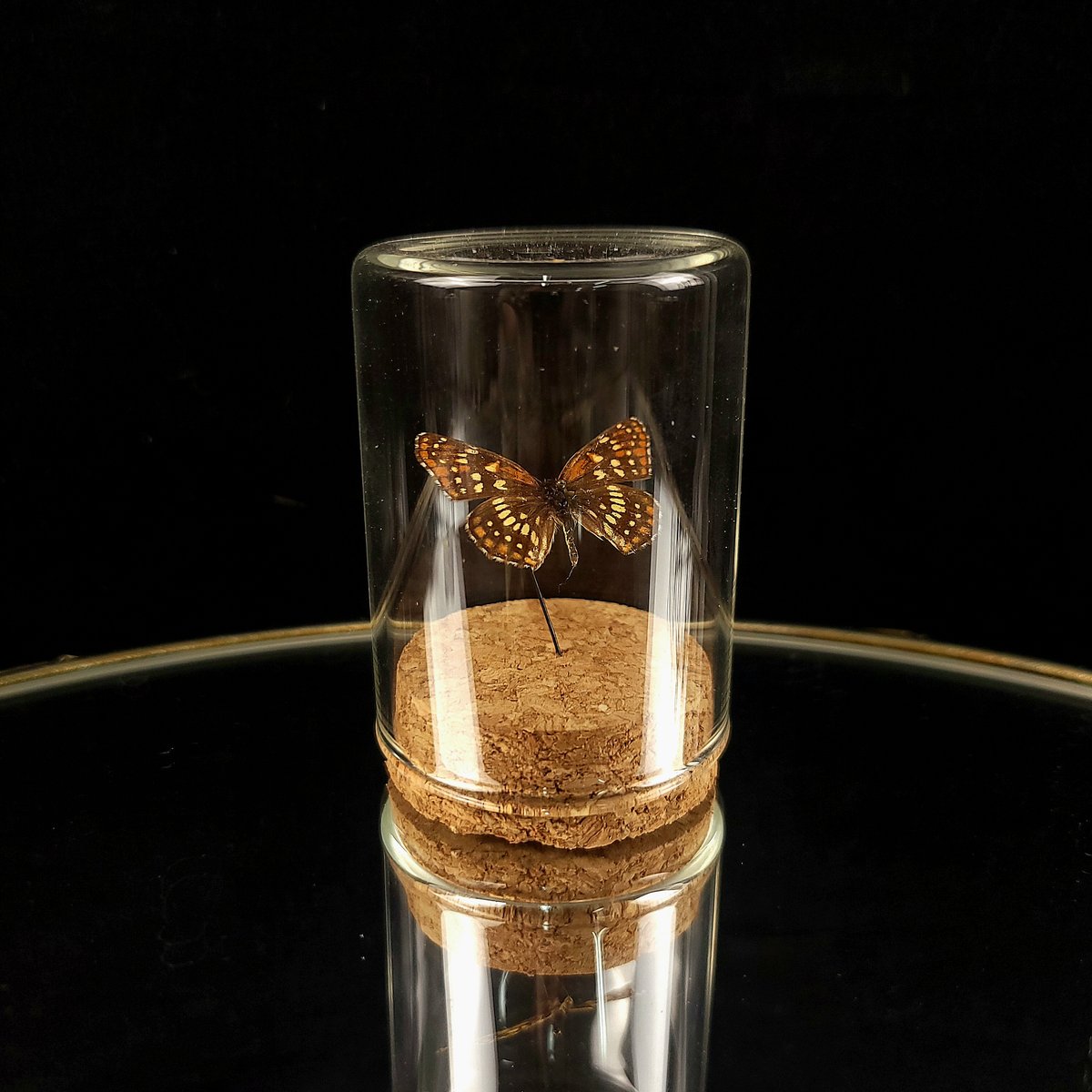 Mini Butterfly Dome | Verse Collective