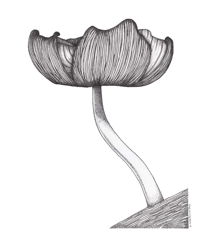 Ink Cap Original Art - Black and White Mushroom Drawing | Kelly ...