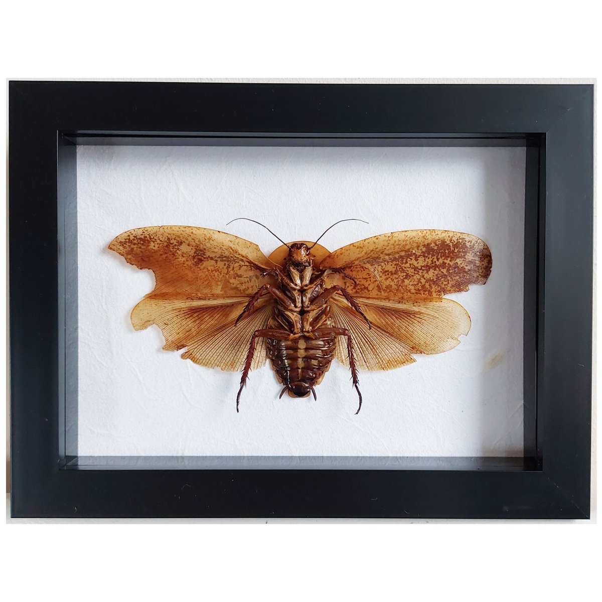 Framed - Brazilian Giant Cave Cockroach | Stoned Affection