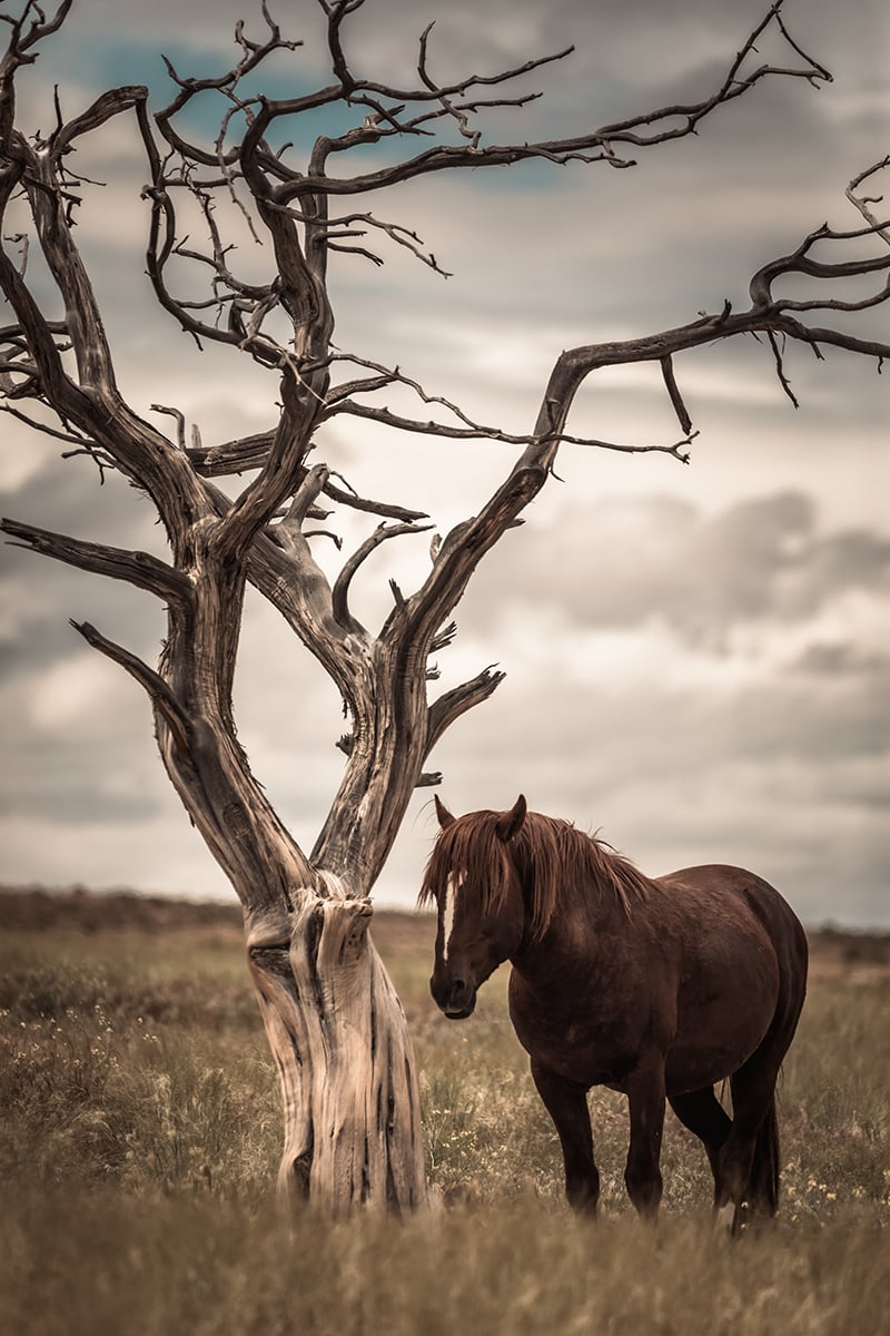 The Horse Tree | ImagesbyAlexHover