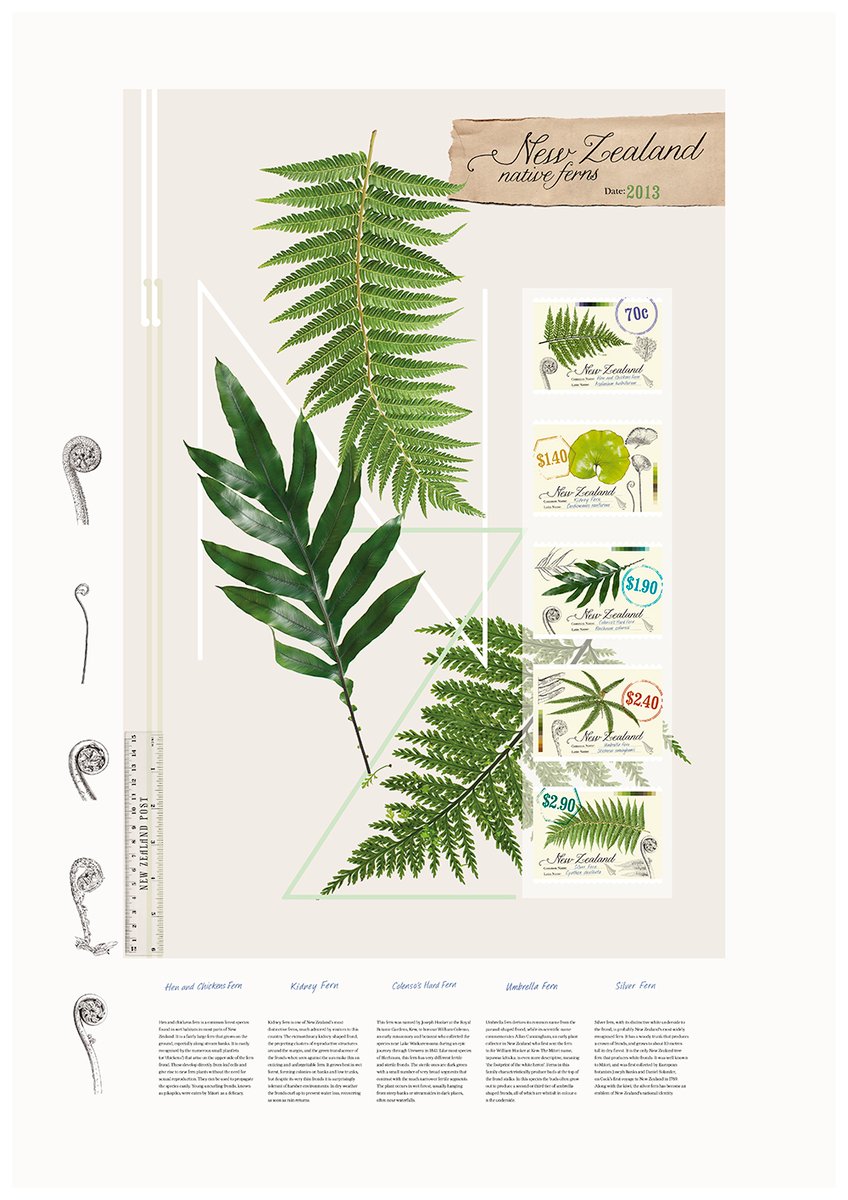 New Zealand Native Ferns | Fuller