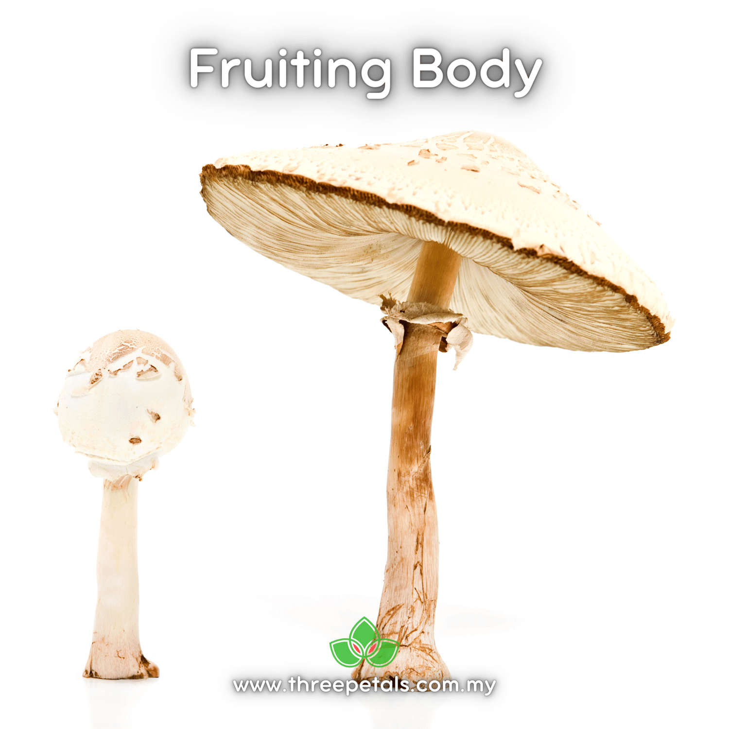 False Parasol (Chlorophyllum Molybdites) Live Mycelium Mushroom Culture ...