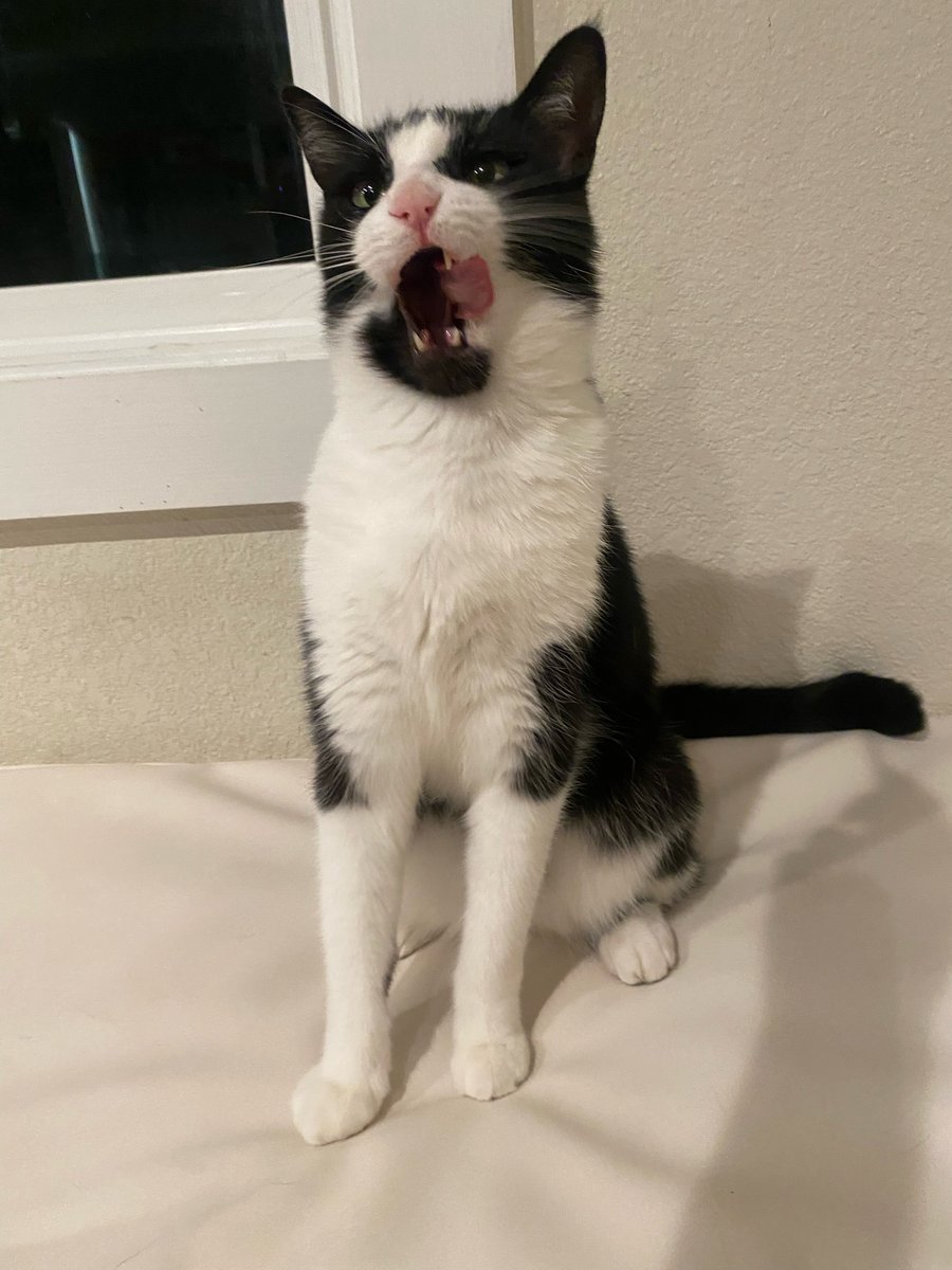 TATTOO TOKEN | Batsyhead