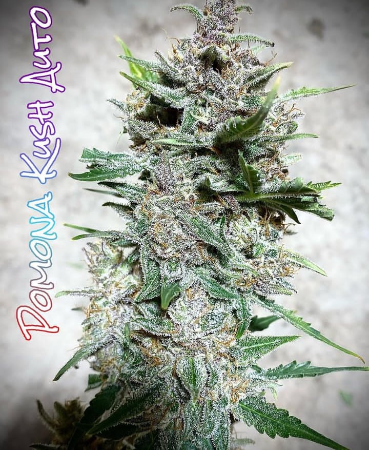 SoFem - Pomona Kush Auto | Tree Line Seeds