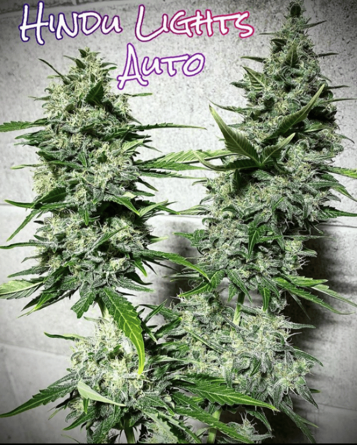 SoFem - Hindu Lights Auto | Tree Line Seeds