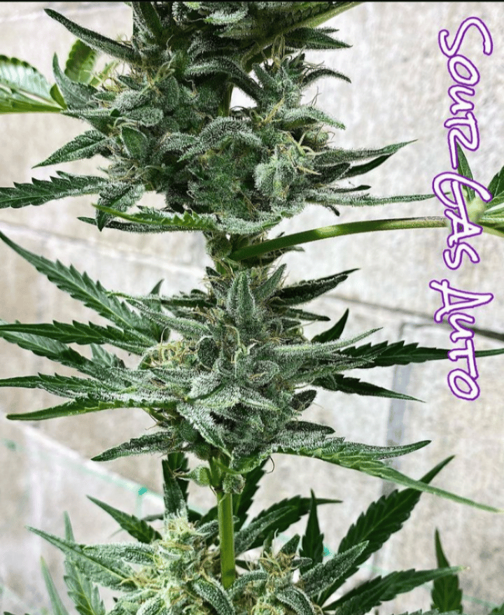 SoFem ~ Sour Gas Auto | Tree Line Seeds