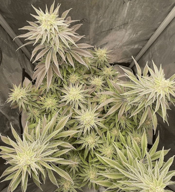 SoFem - Creamy Smooth | Tree Line Seeds