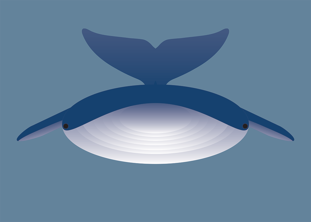 Whale Collection | marcartshop