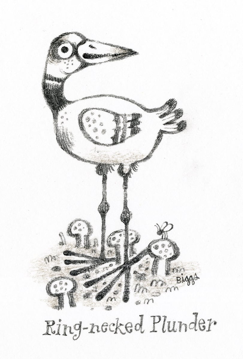 Ring-necked Plunder: original pencil drawing | Brian Biggs Studio
