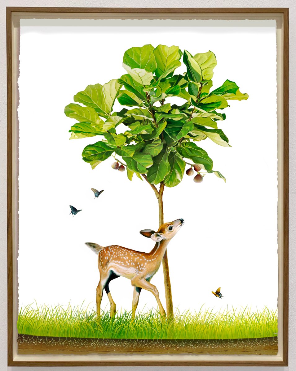 The Fig Tree Print | Chase Mullen Studios