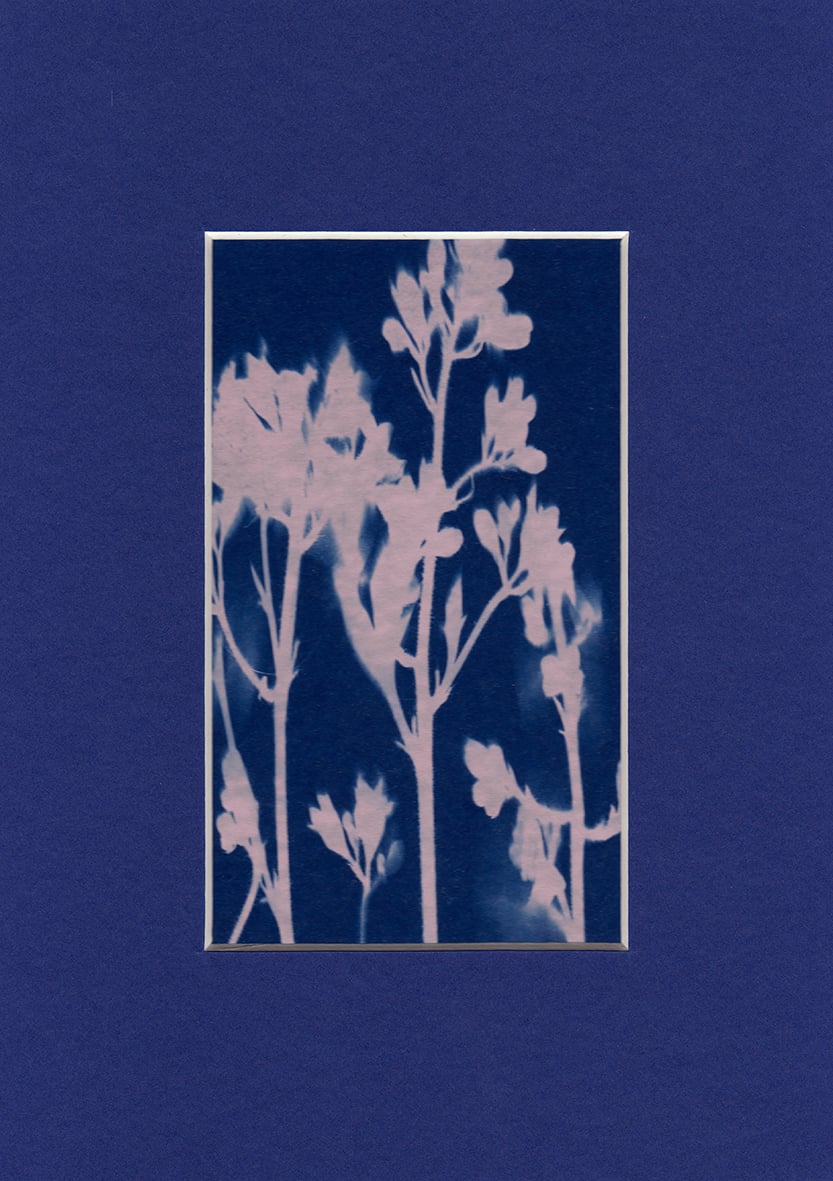 Cyanotypes | Sharon Elphick