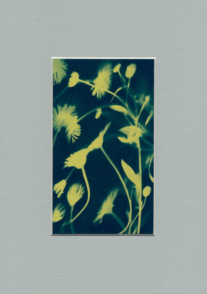 Cyanotype 2 | Sharon Elphick