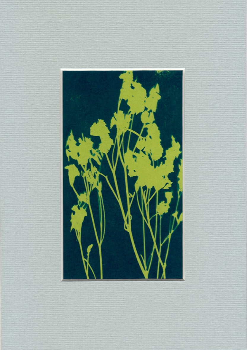 Cyanotype 4 | Sharon Elphick