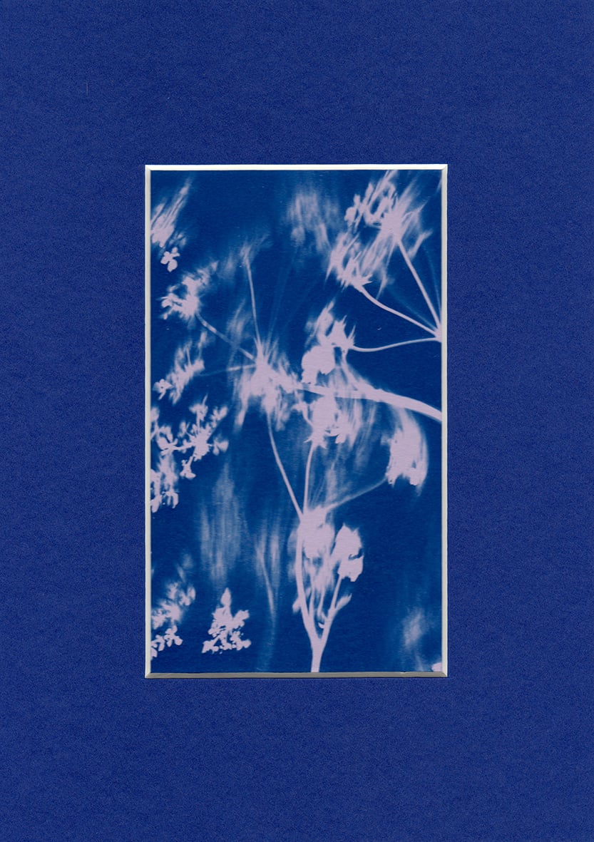 Cyanotype 7 | Sharon Elphick