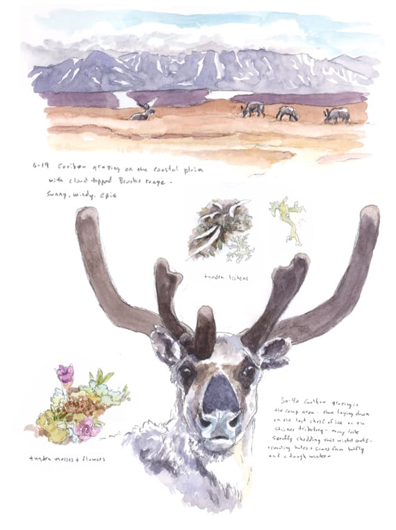 Arctic Refuge field sketch prints / Coyote Graphics