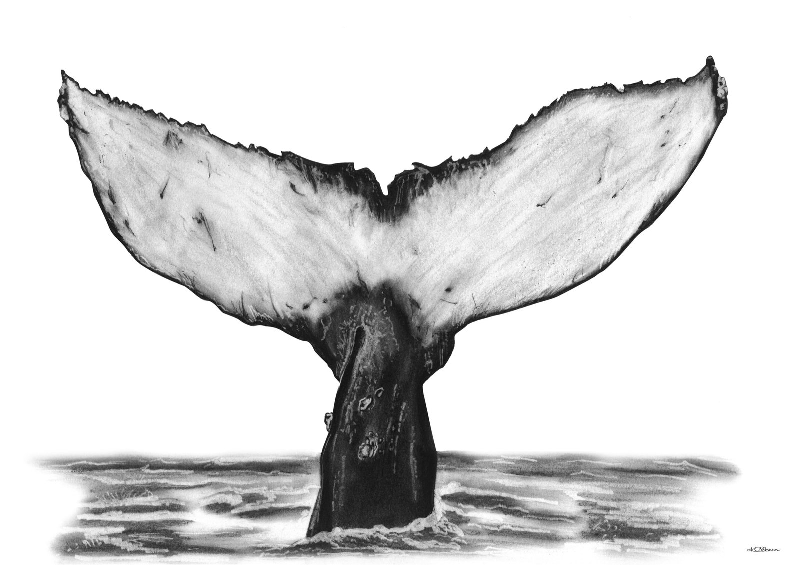 Whale Tail Pencil Drawing