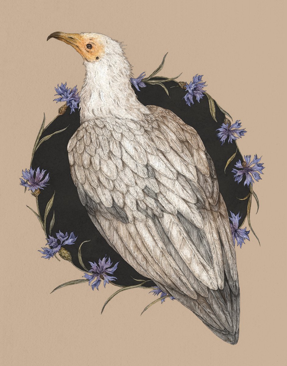 Vulture Print | Jessica Roux