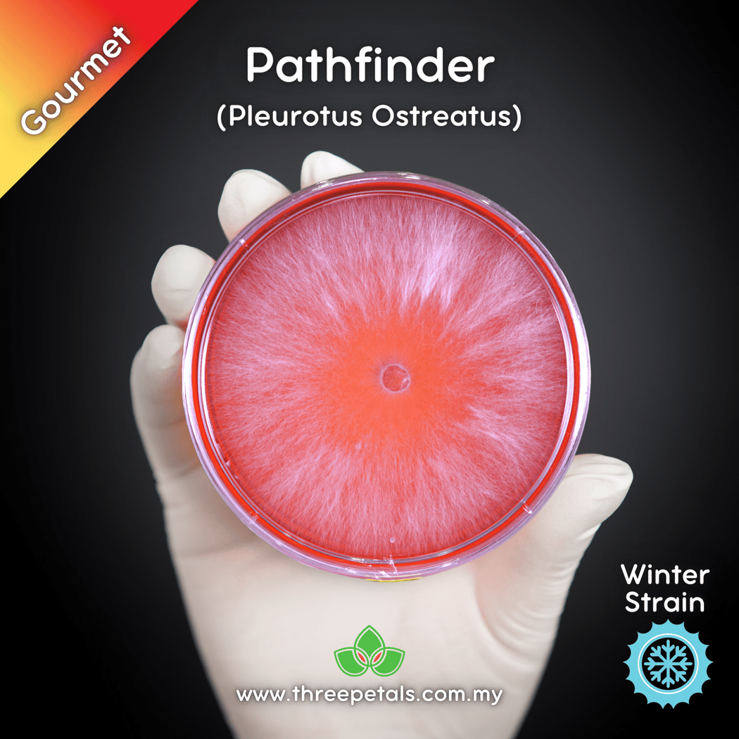 Pathfinder Oyster (Pleurotus Ostreatus) Live Mycelium Mushroom Culture ...