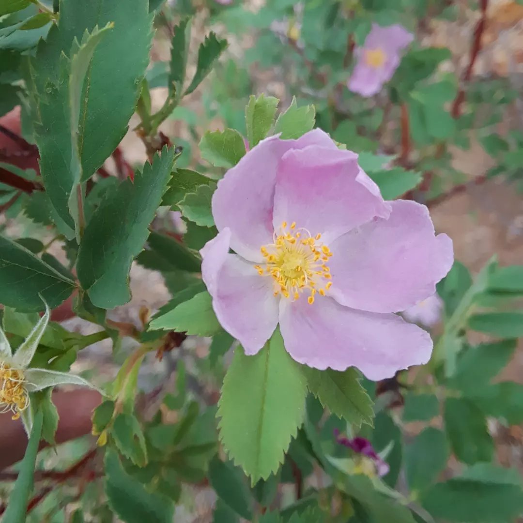 CLASS RECORDING • Matters of the Heart :: Herbs for TLC | BLACK SAGE ...