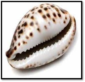 Large Cowrie Shell | Raining Lake Apothecary & Botanica