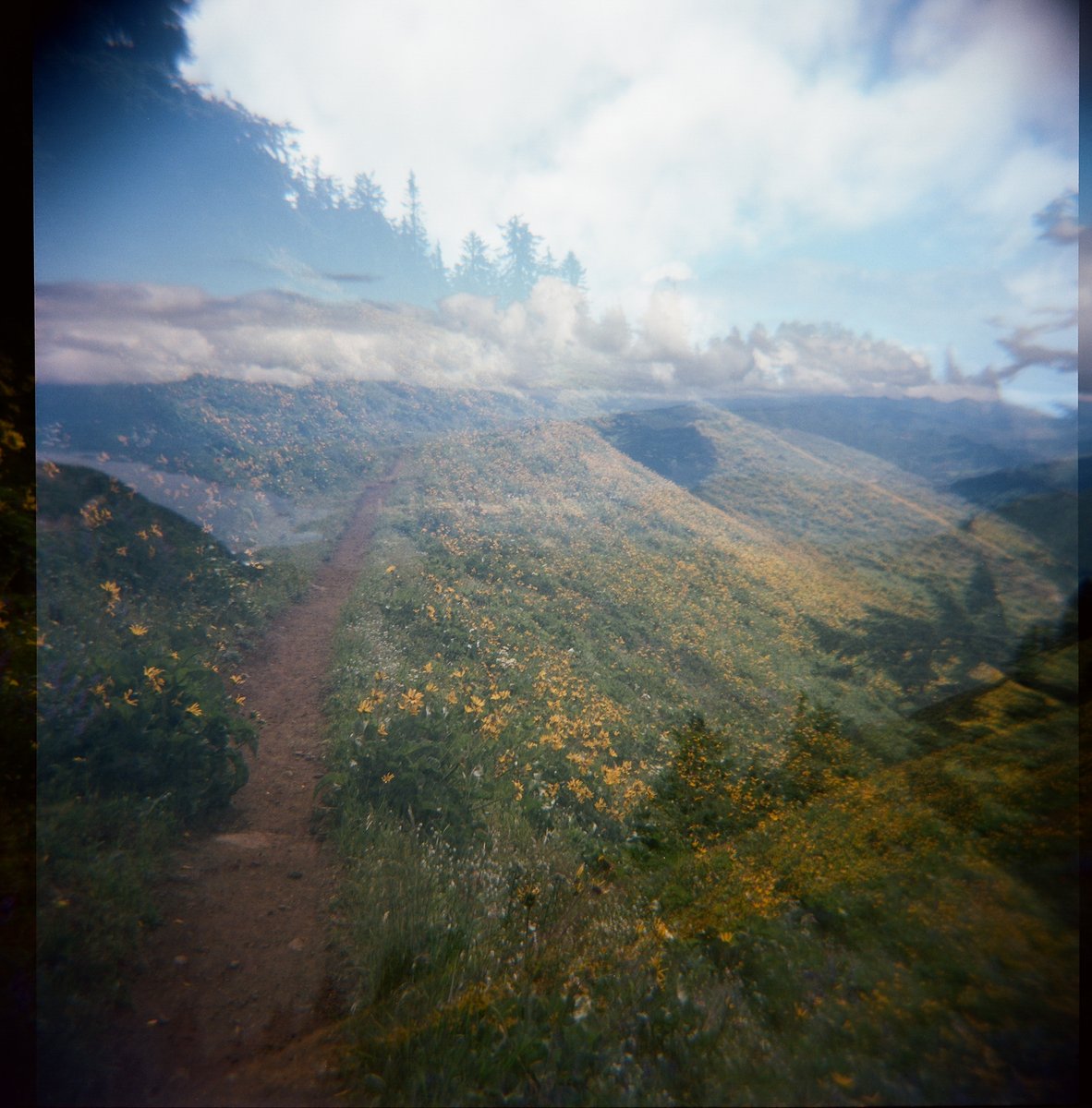 Dog Mountain by Alyson Bowen | Borderline Press