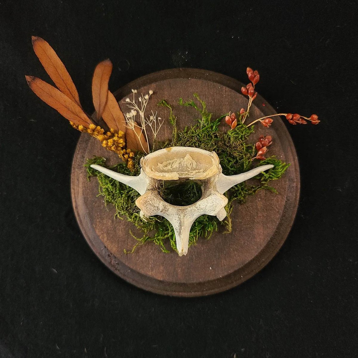 Deer Vertebrae Wall Mount | Verse Collective