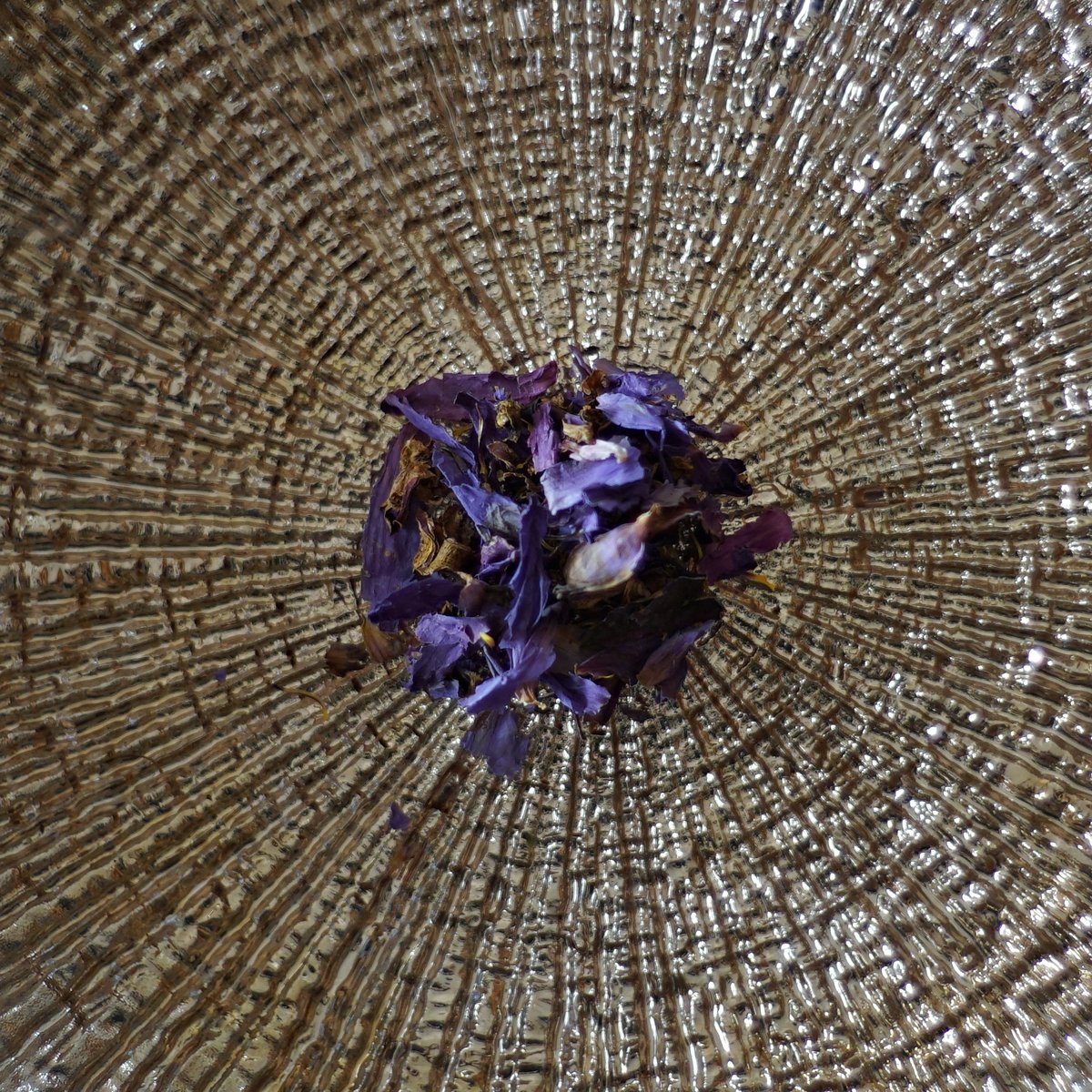 Blue Lotus Flowers | Digital Druid