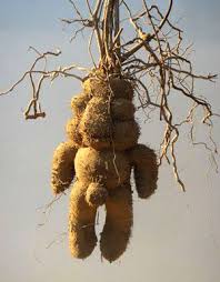 Fo-Ti Tincture 🌿 | Bespoke Apothecary = Custom Made, Herbal Medicine