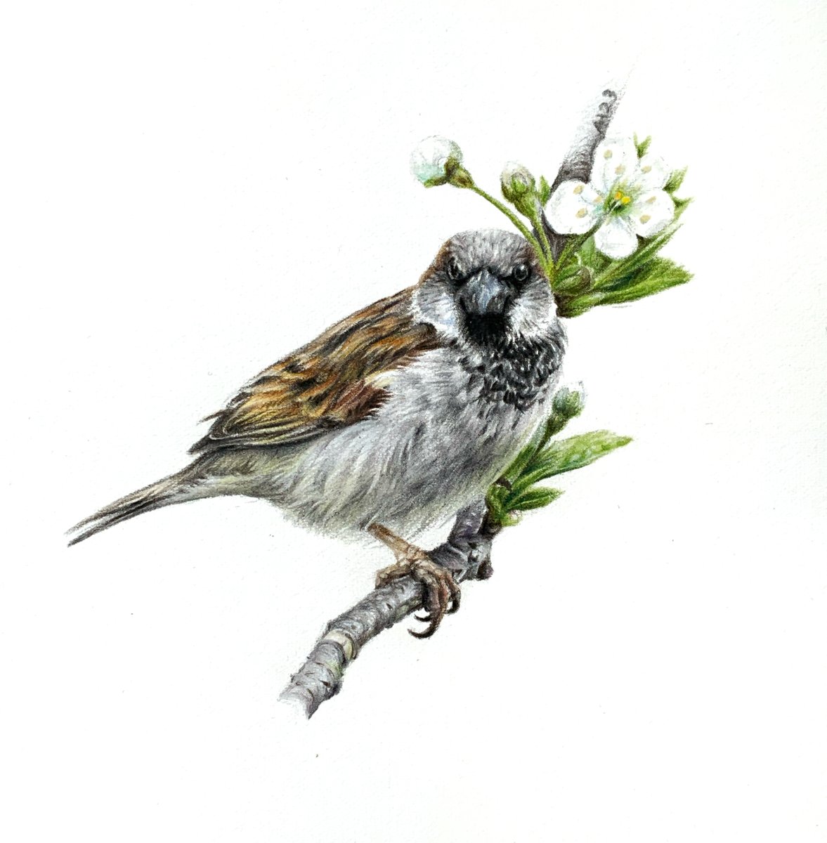 'House Sparrow' Original Drawing | Anna Hamilton Art
