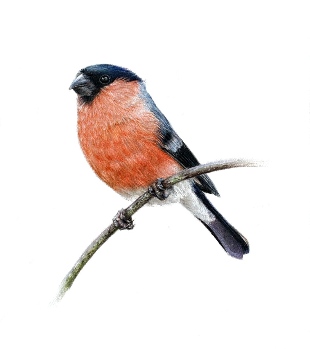 'Bullfinch' Original Drawing | Anna Hamilton Art