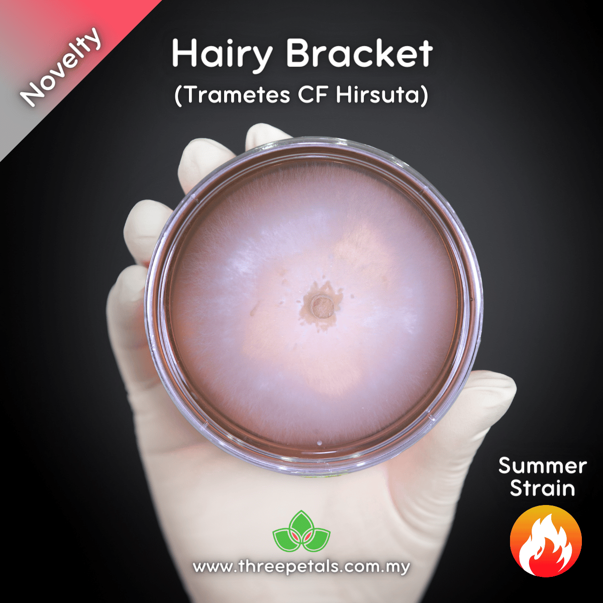 Hairy Bracket (Trametes CF Hirsuta) Live Mycelium Mushroom Culture ...