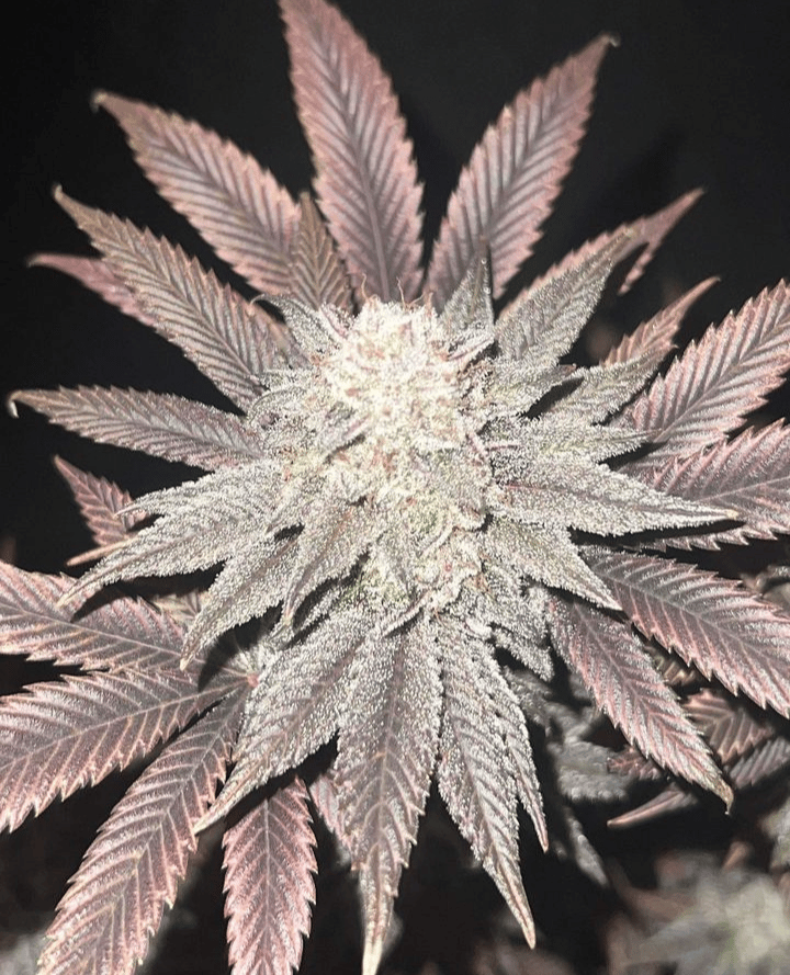 SoFem ~ Coast 2 Coast | Tree Line Seeds